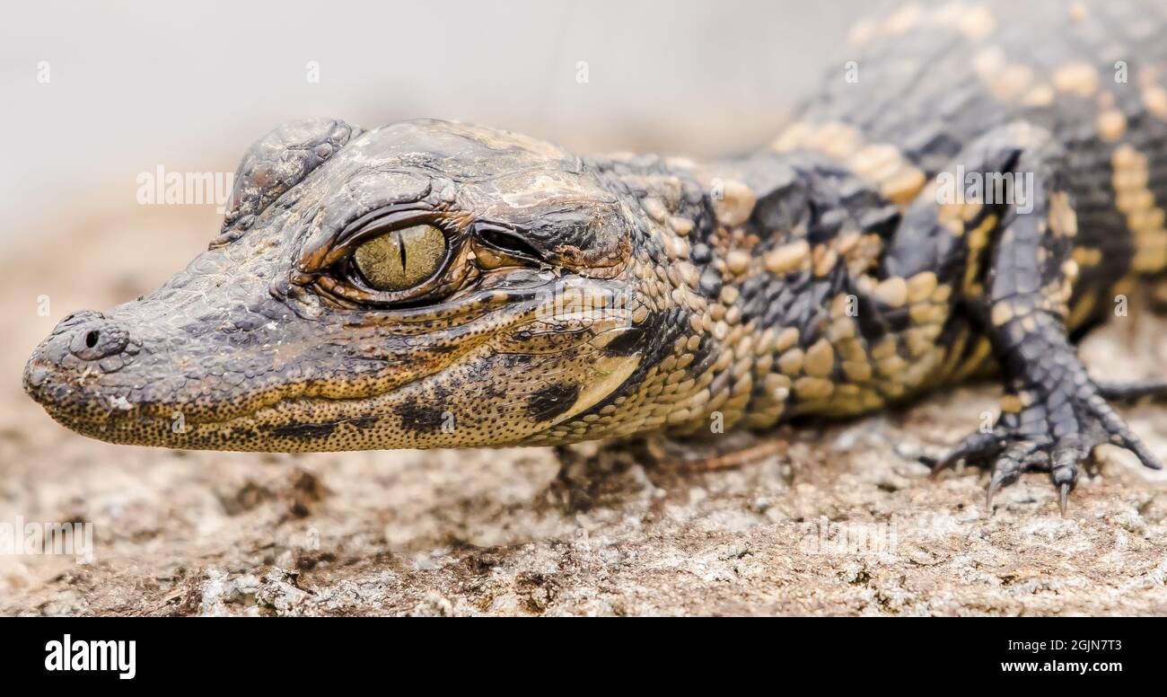 Small crocodile hi-res stock photography and images - Alamy
