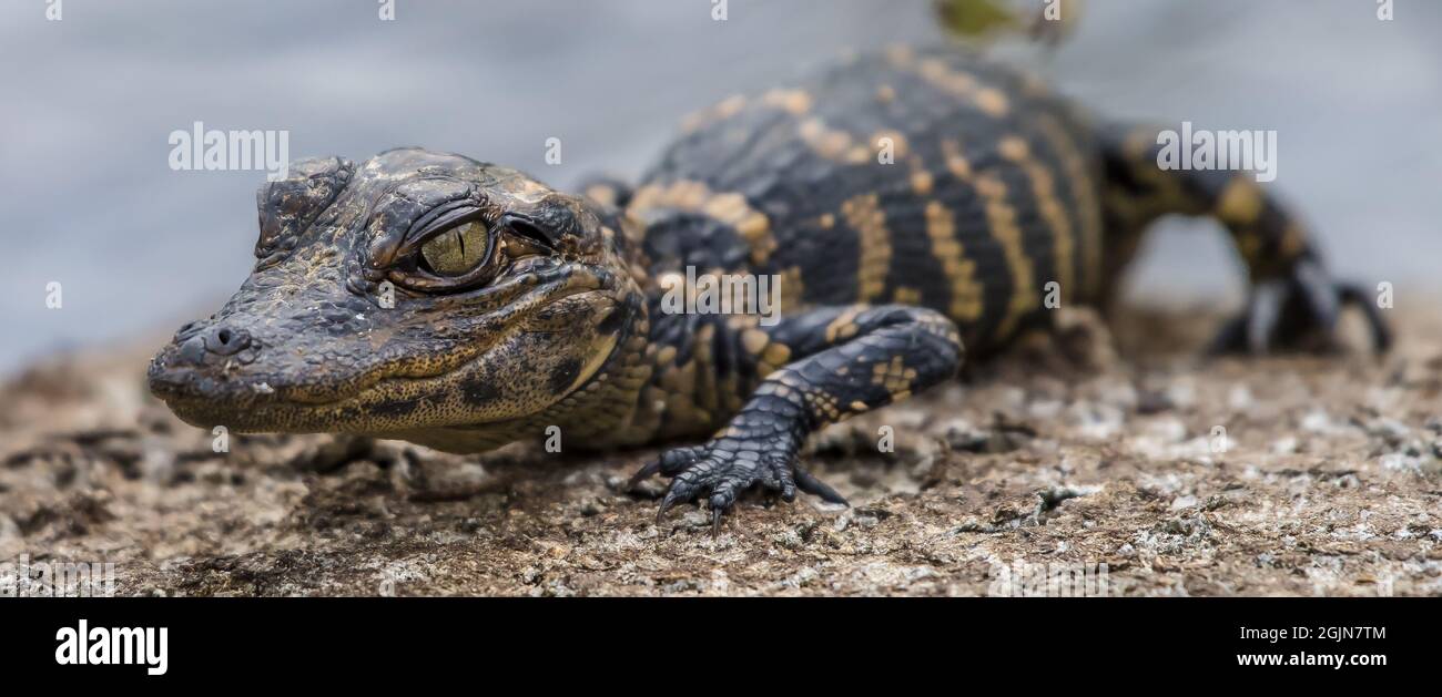 Small crocodile hi-res stock photography and images - Alamy