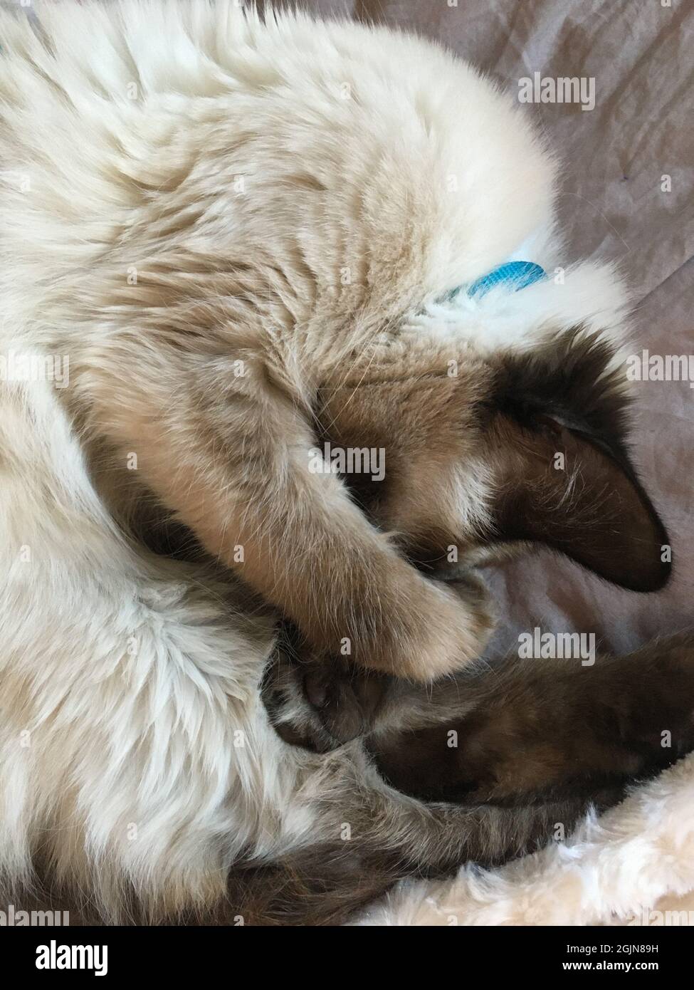 Ragdoll Birman crossbreed, a cat in Paris Stock Photo - Alamy