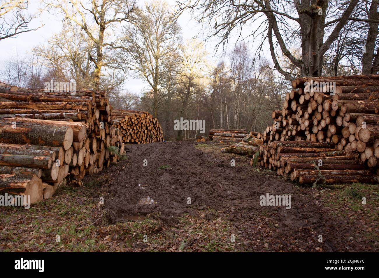 Stacks of cut logs of trees following forestry operations Stock Photo ...