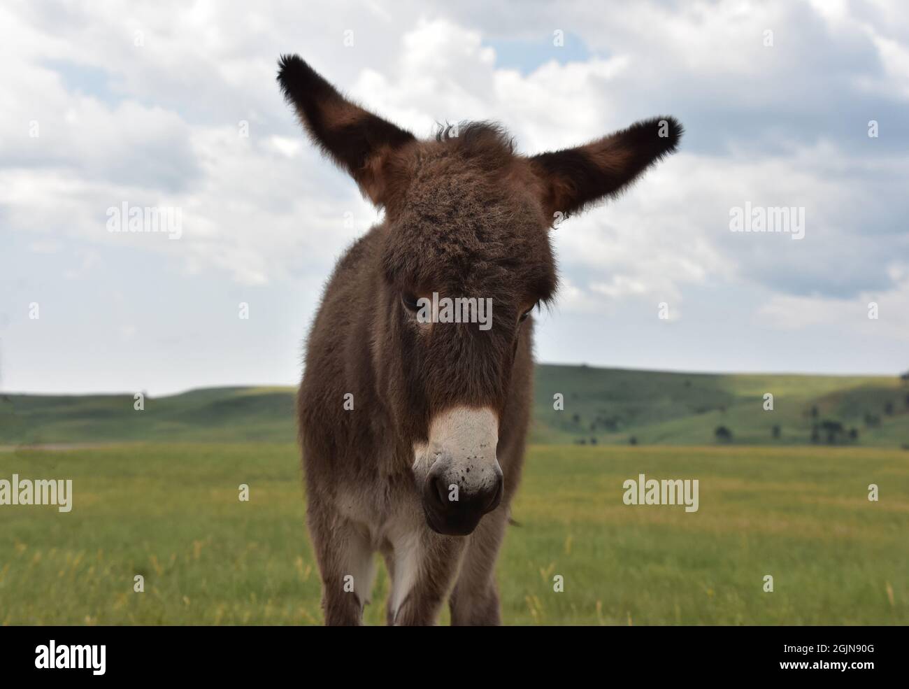 Adorable sweet faced baby burro standing in a large grass meadow Stock ...