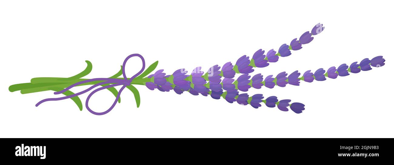 Fresh cut fragrant lavender plant flowers bunch. Vector cartoon ...