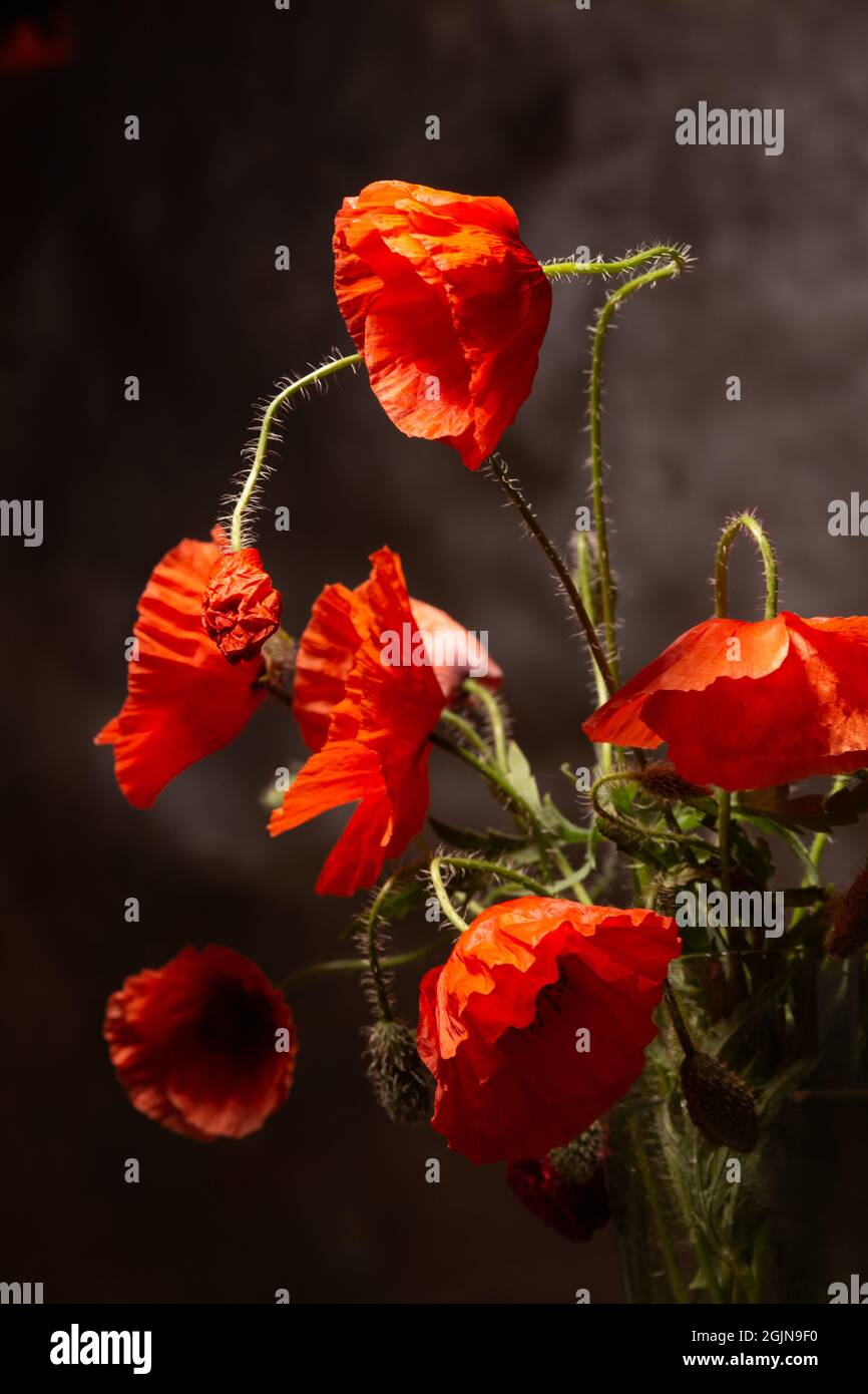 Red poppies close up hi-res stock photography and images - Alamy