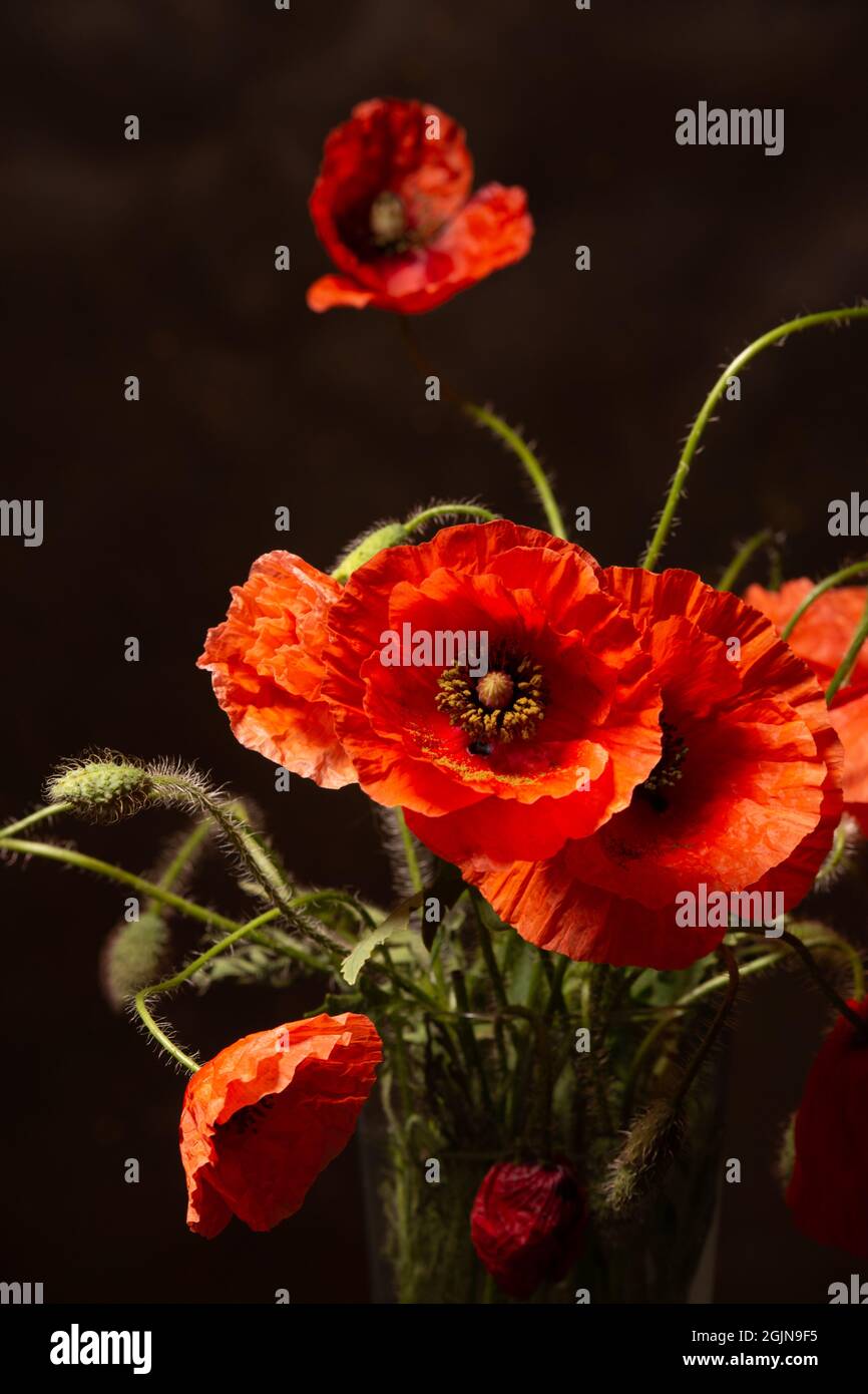 Poppies close up hi-res stock photography and images - Alamy