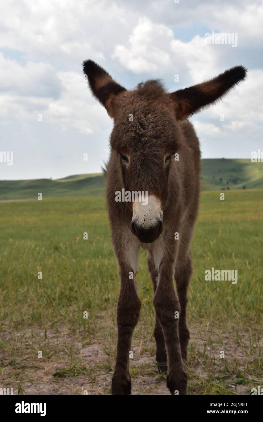 Adorable fluffy baby burro standing in a green grass field in Custer ...