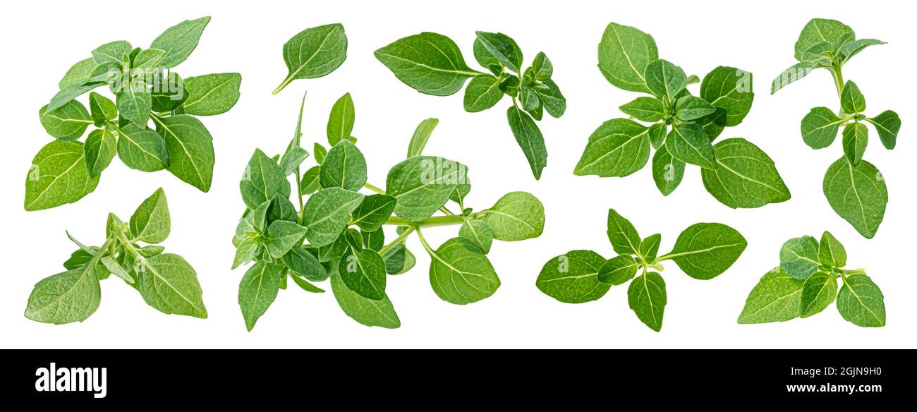 Greek basil hi-res stock photography and images - Alamy