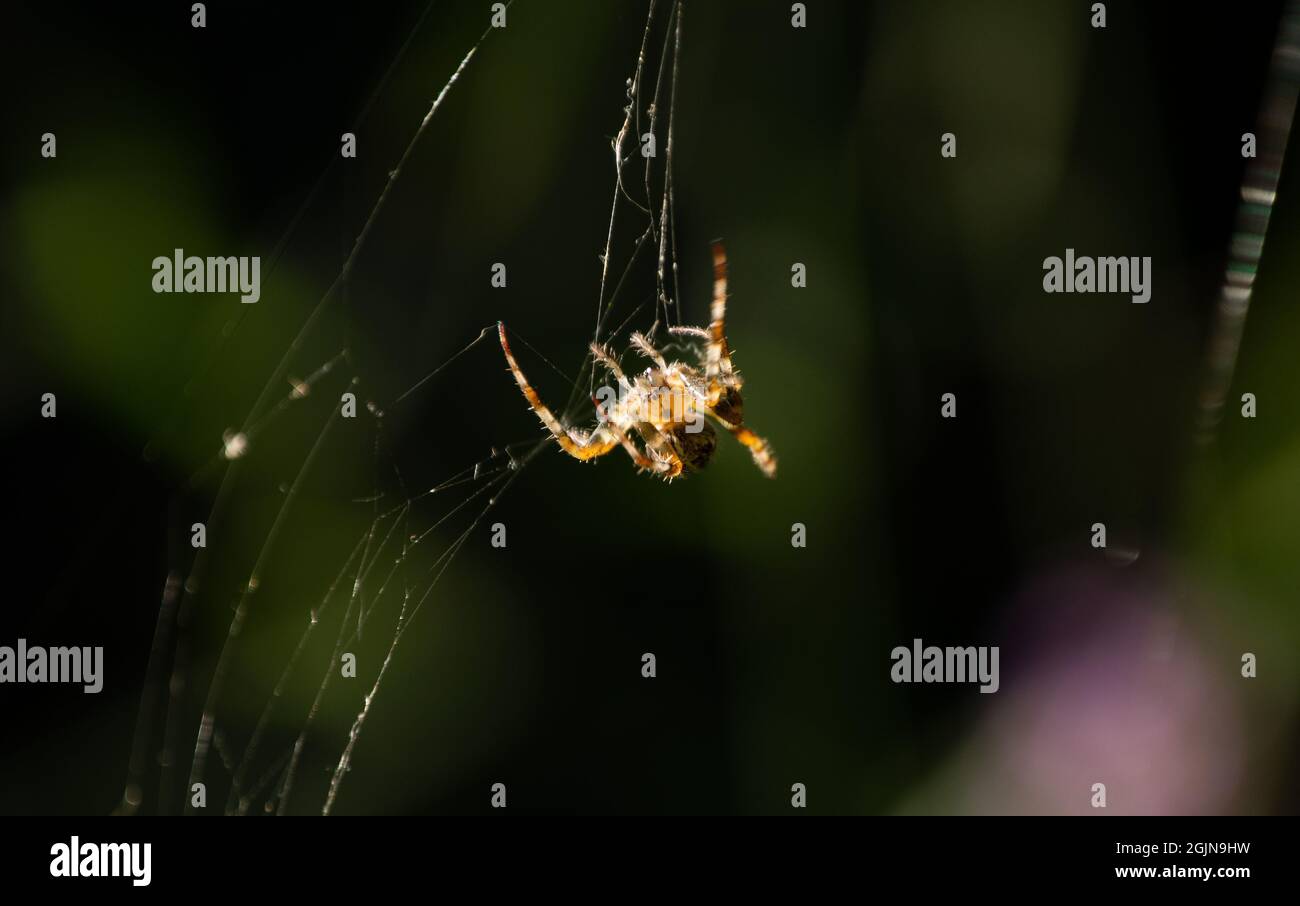 British Garden Spider Stock Photo - Alamy