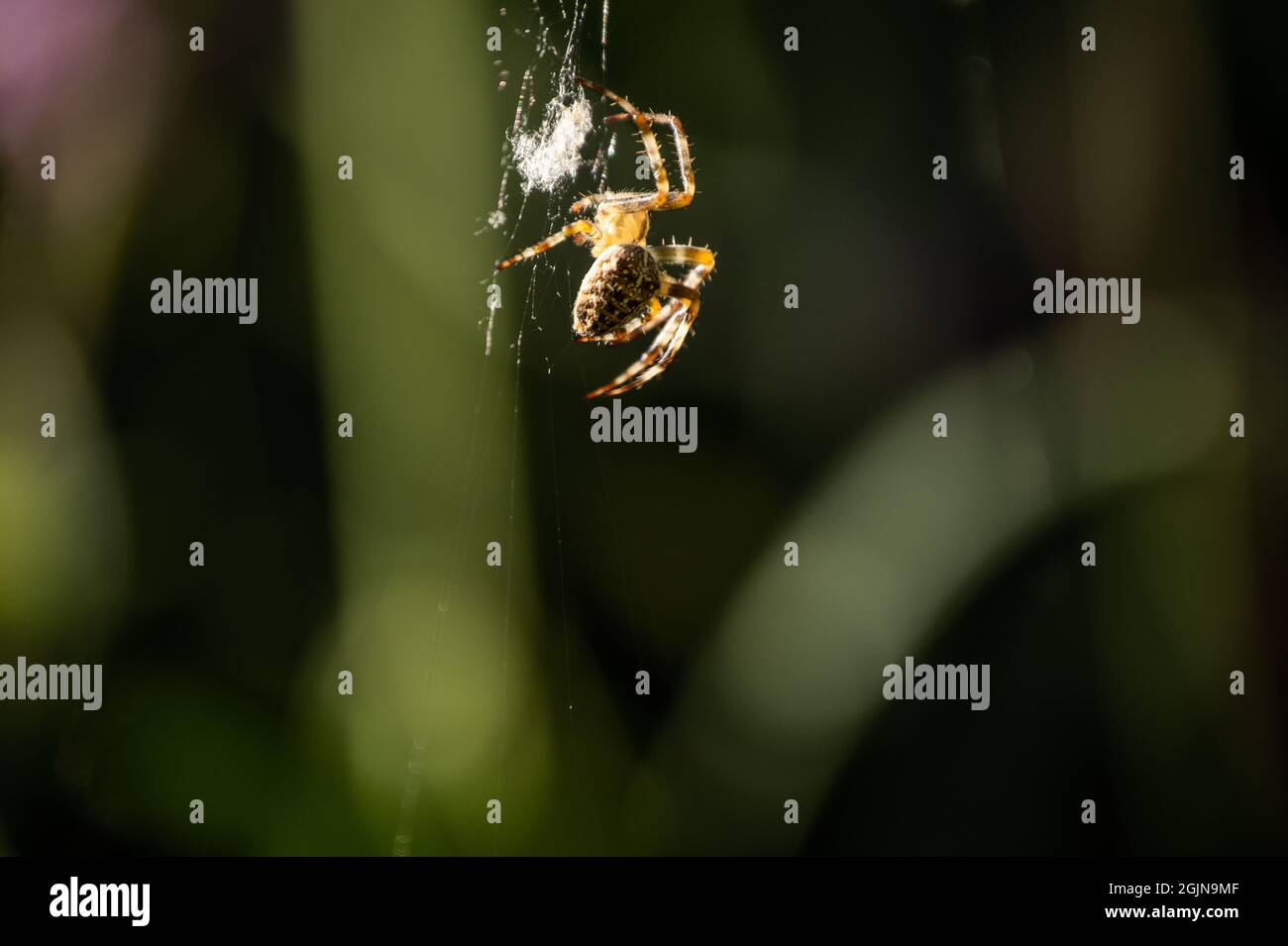 British Garden Spider Stock Photo - Alamy