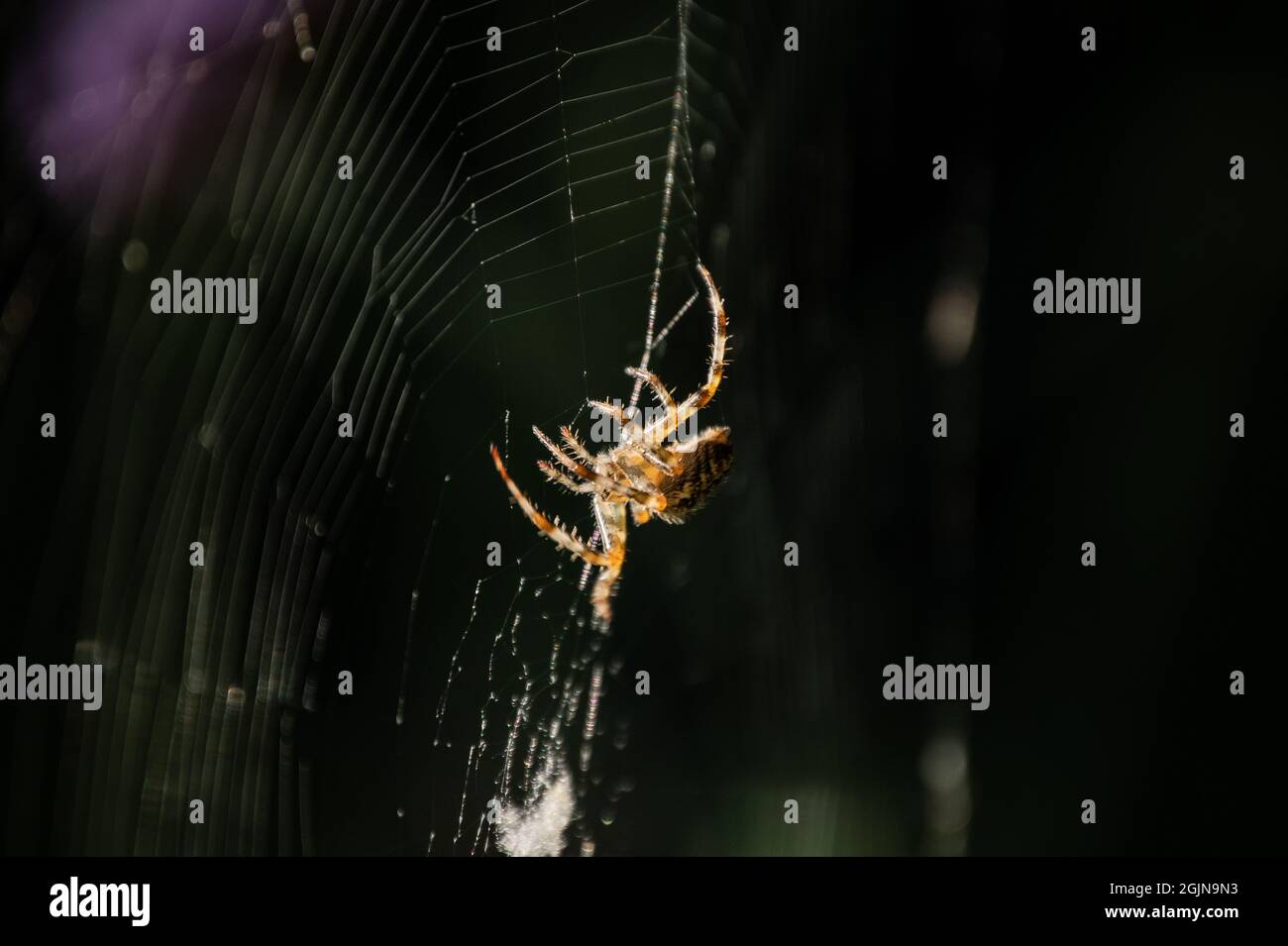 British Garden Spider Stock Photo - Alamy