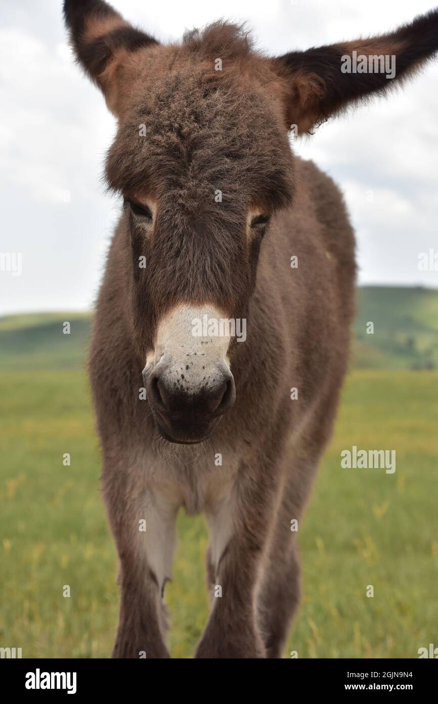 Adorable face of a brown baby burro in a grass meadow Stock Photo - Alamy