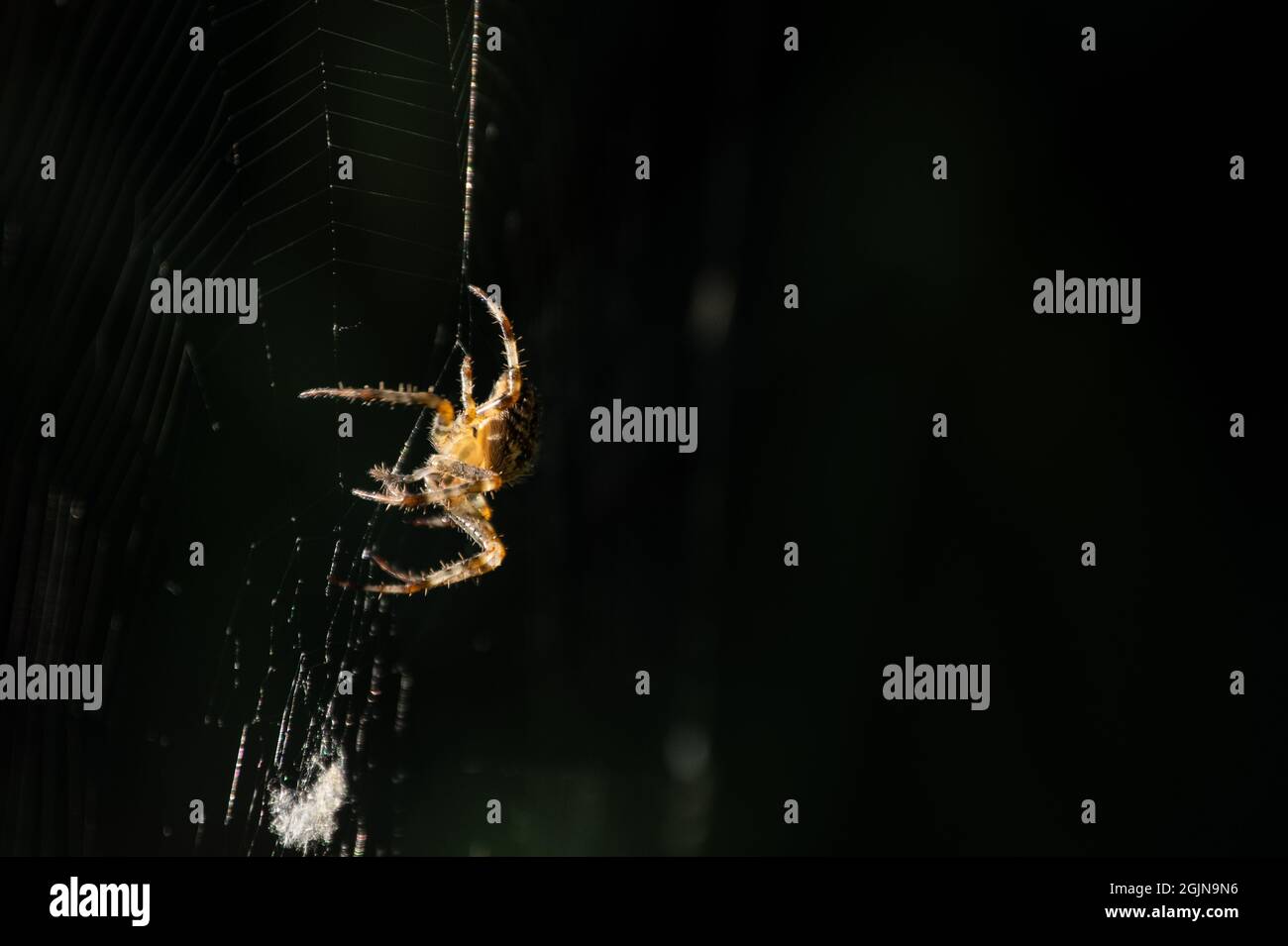 British Garden Spider Stock Photo - Alamy