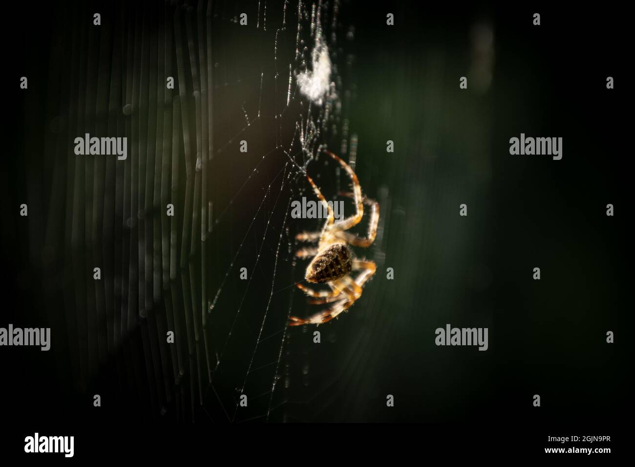British Garden Spider Stock Photo - Alamy