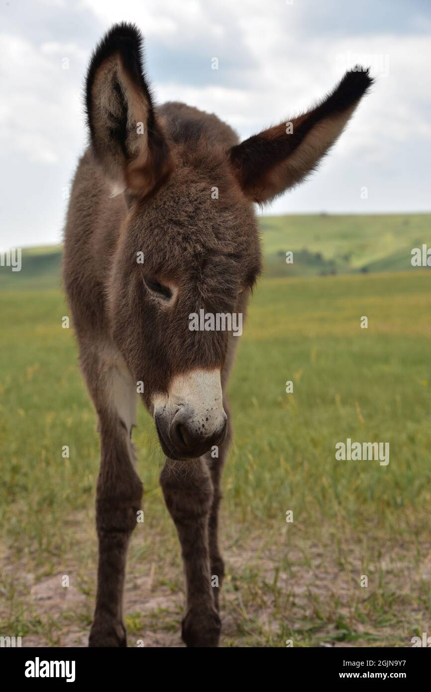 Precious young begging burro standing in a green grass field in Custer ...