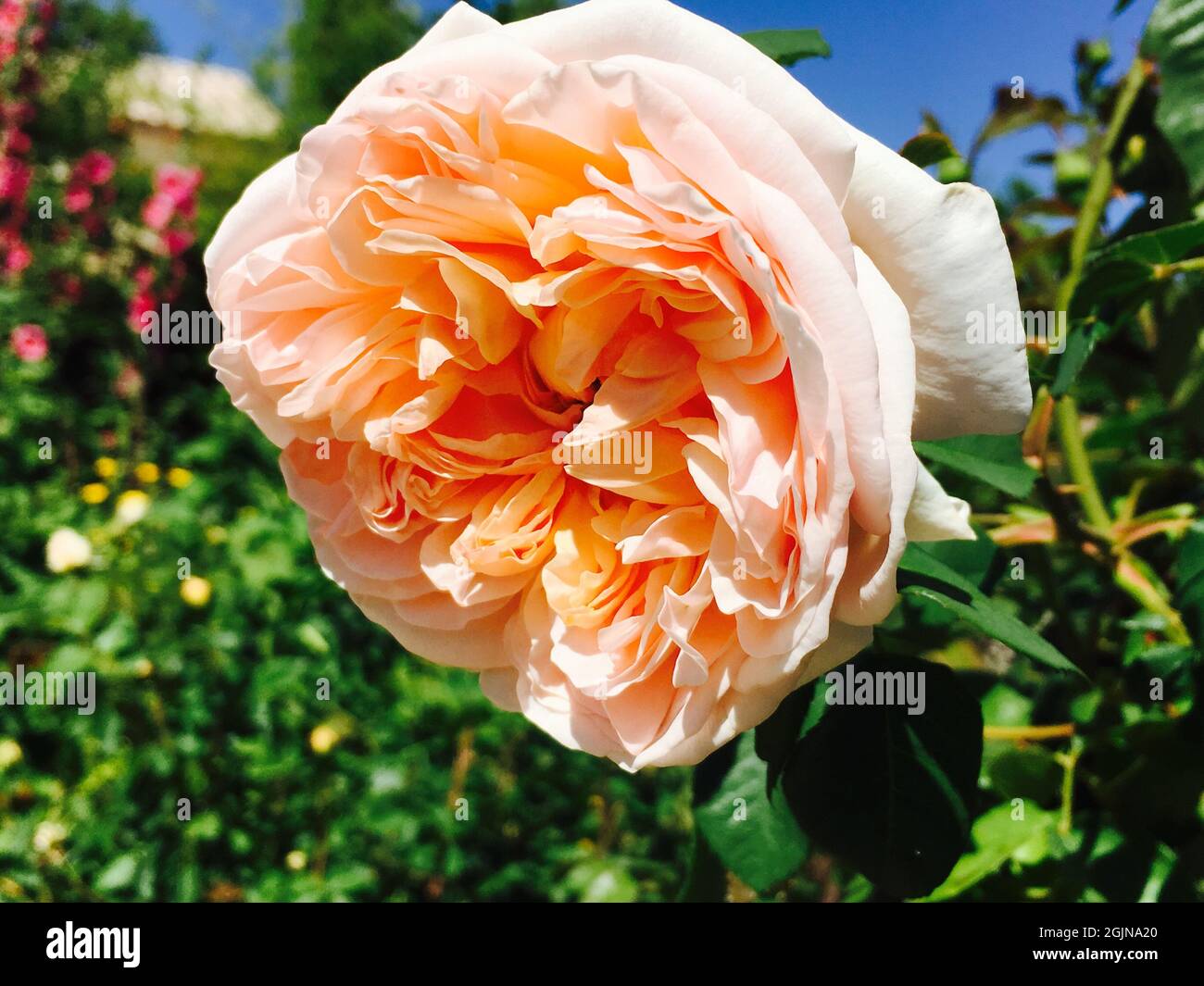 Closeup shot of a rose flower in a garden Stock Photo - Alamy