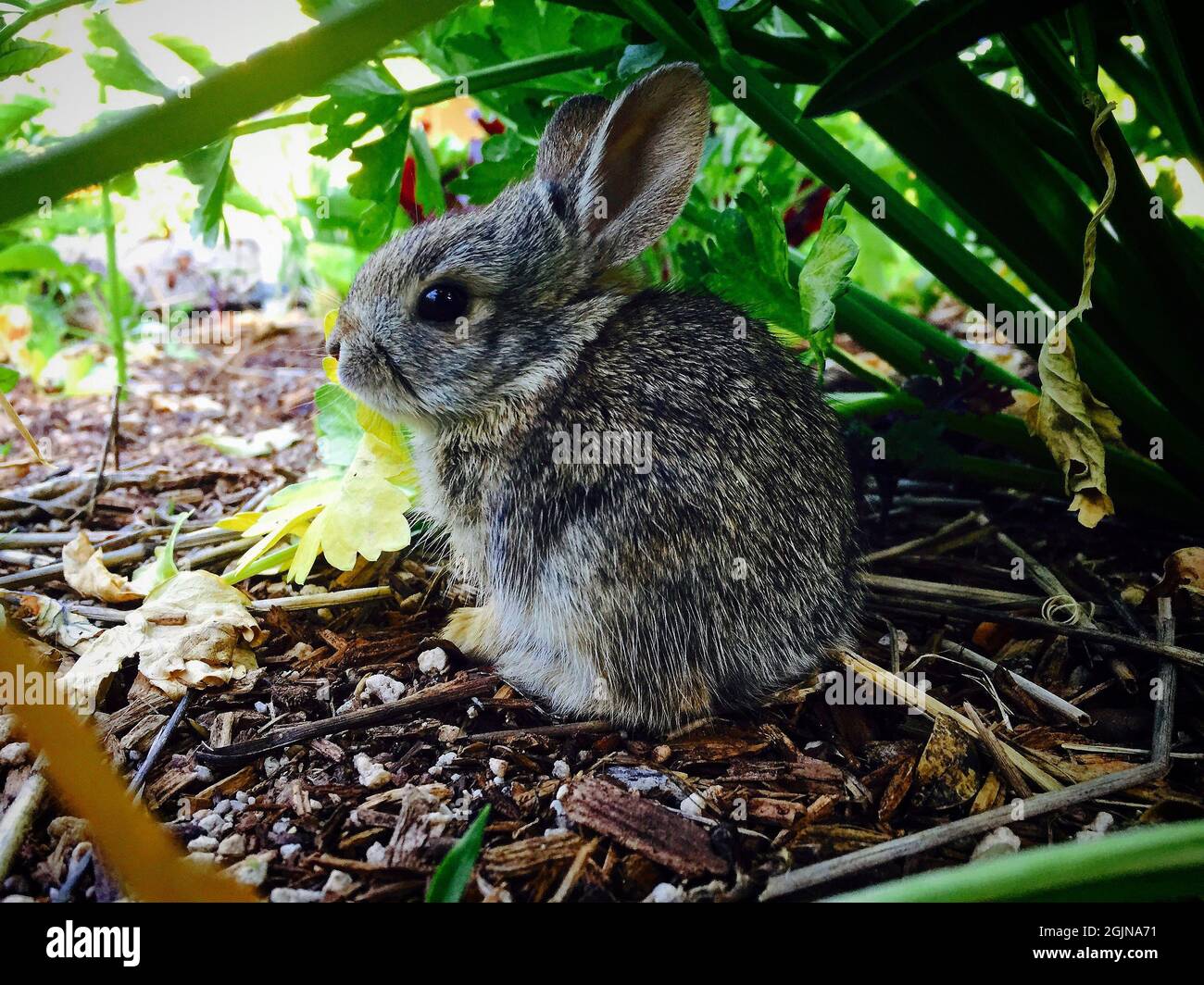 Closeup shot of a cute small bunny in the garden Stock Photo - Alamy