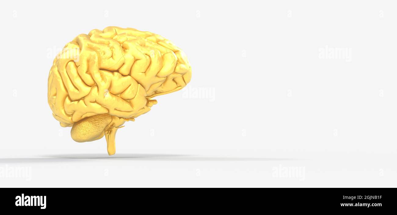 Brain surface anatomy hi-res stock photography and images - Alamy