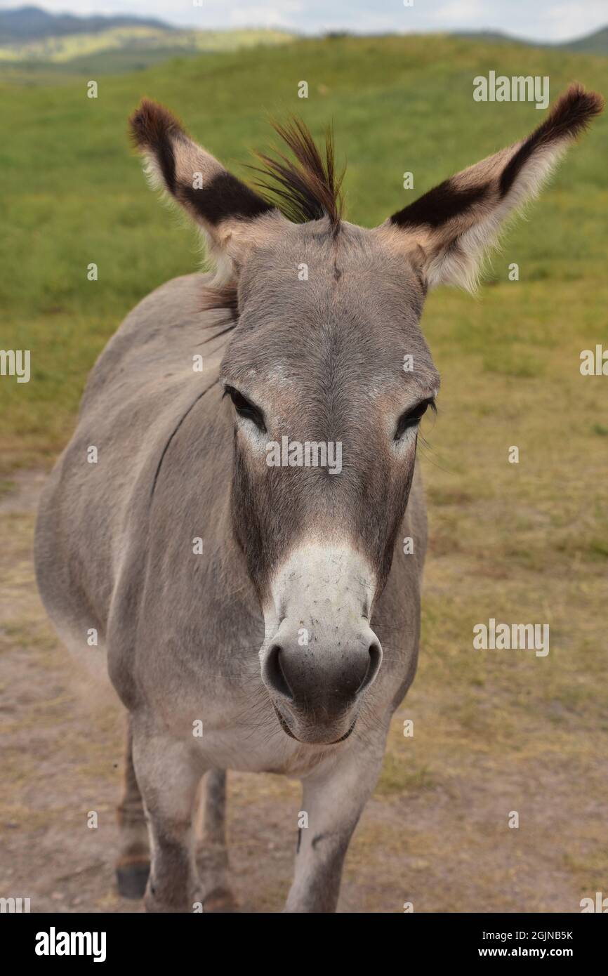 Sweet adult begging burro standing in a grass meadow in Custer Stock ...