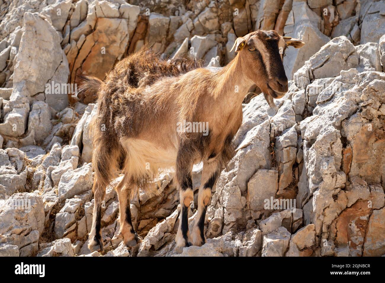 Goats On Cliffs