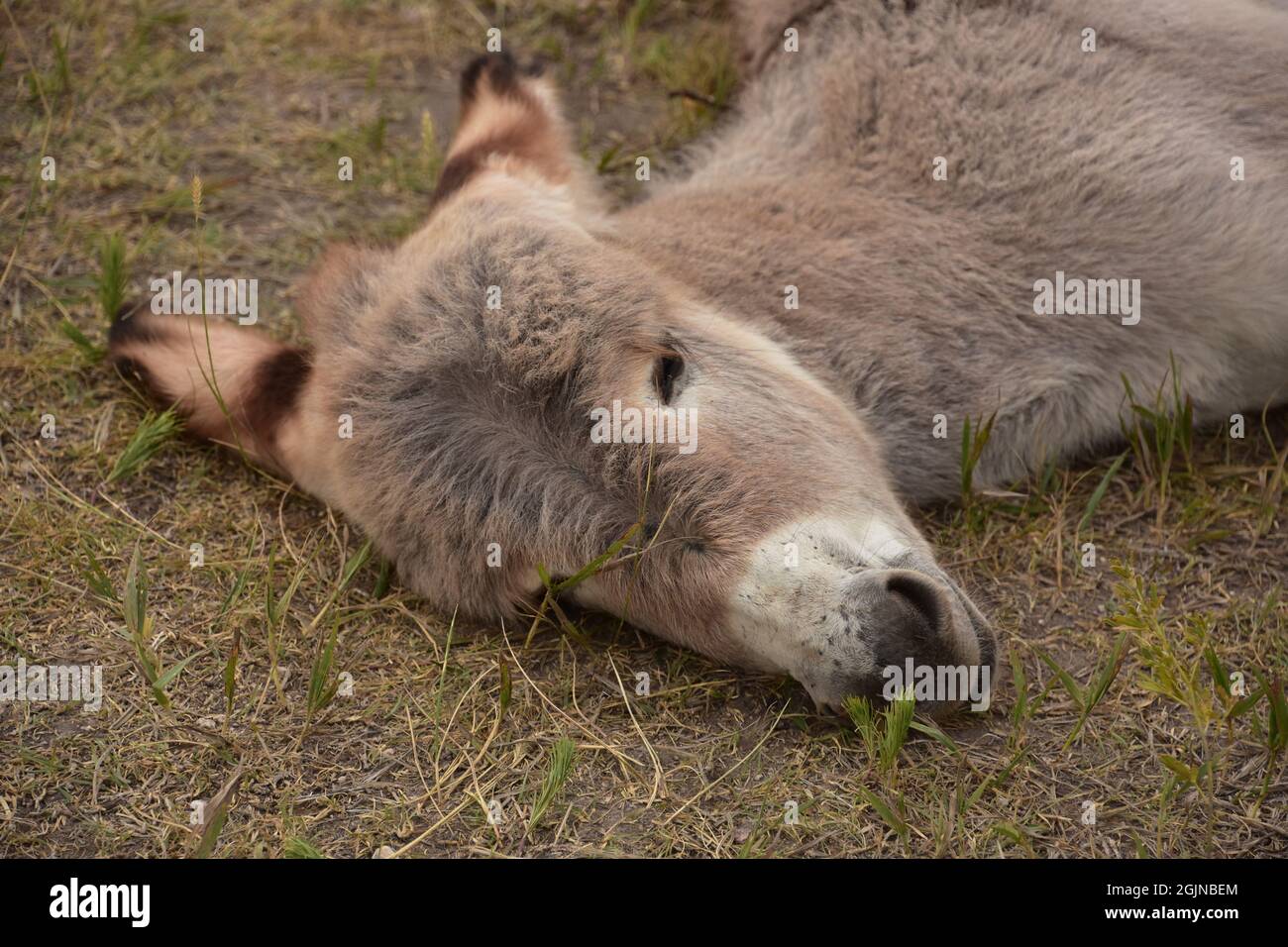Very sweet sleeping baby burro with his head resting on the ground ...