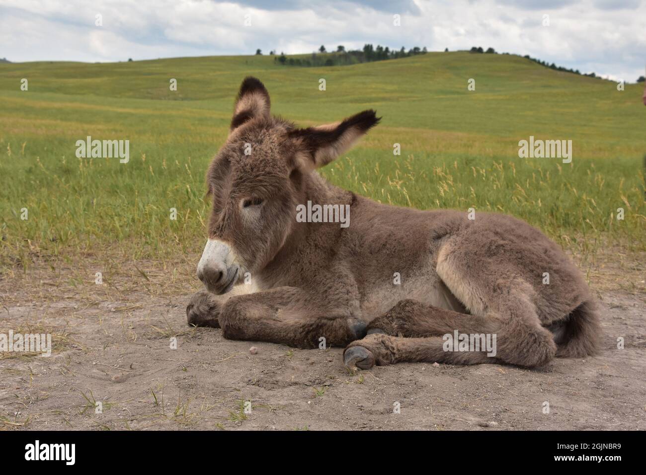 Very sweet sleeping begging burro foal resting in a large grass field ...