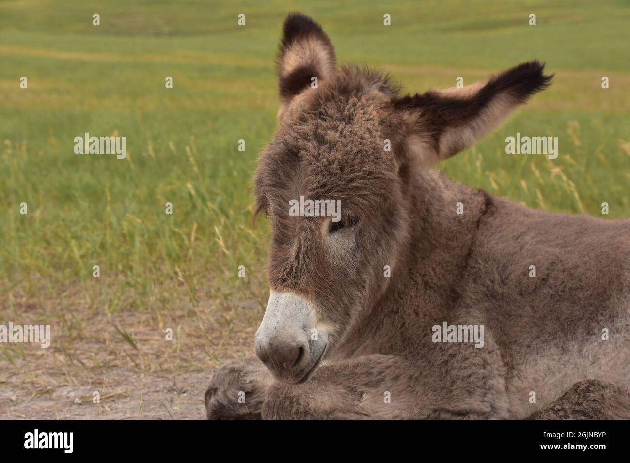 Baby miniature donkey hi-res stock photography and images - Alamy