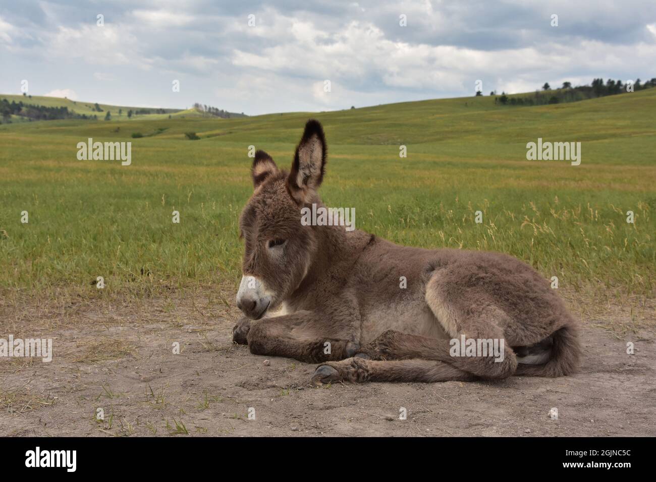 Cute sleeping donkey foal resting in a large grass field Stock Photo ...