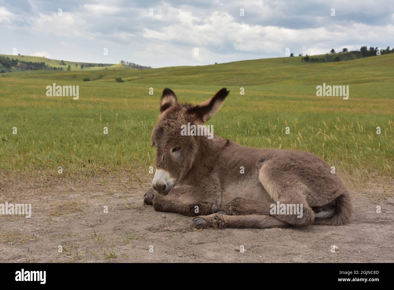 Wild young burro sleeping in a large grass field in the west Stock ...