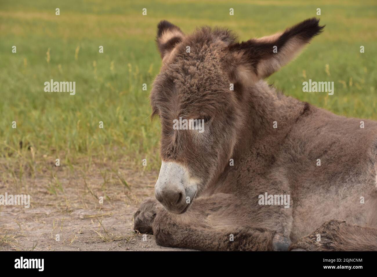 Precious fluffy burro foal sleeping in the warm summer sun Stock Photo ...