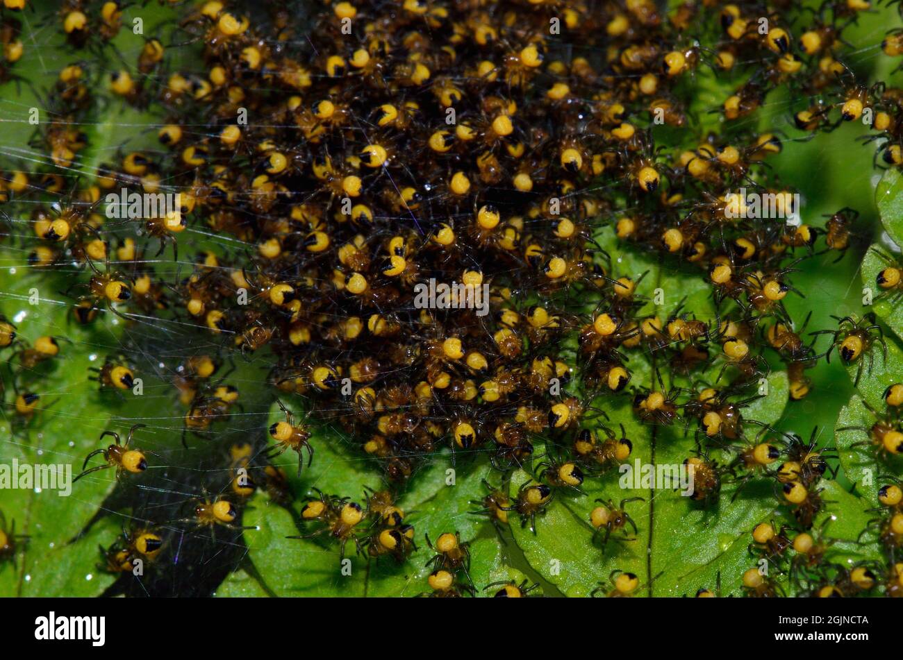 Garden cross spiderling araneus diadematus hi-res stock photography and ...