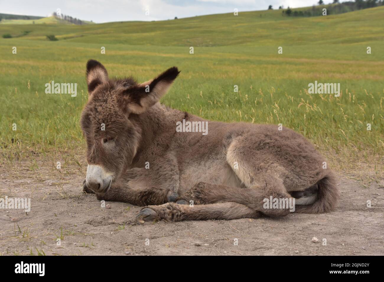 Resting soft fluffy baby burro curled up and sleeping in a grass field ...