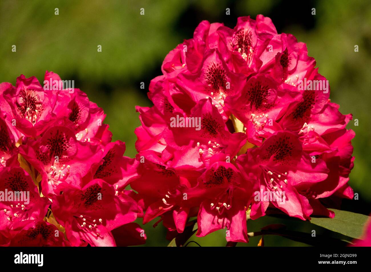 Red azalea flower hi-res stock photography and images - Alamy