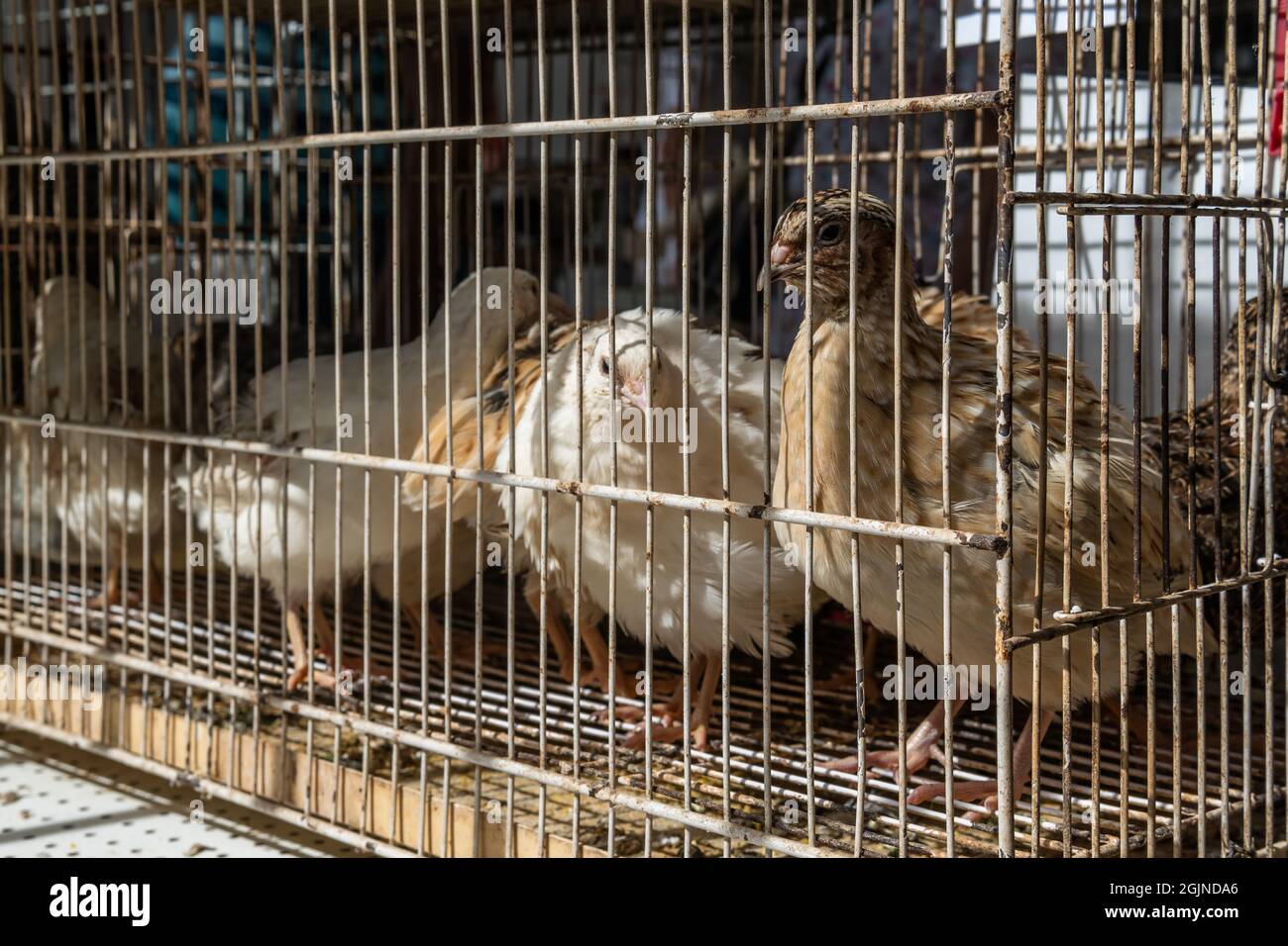 Majorca fauna hi-res stock photography and images - Alamy