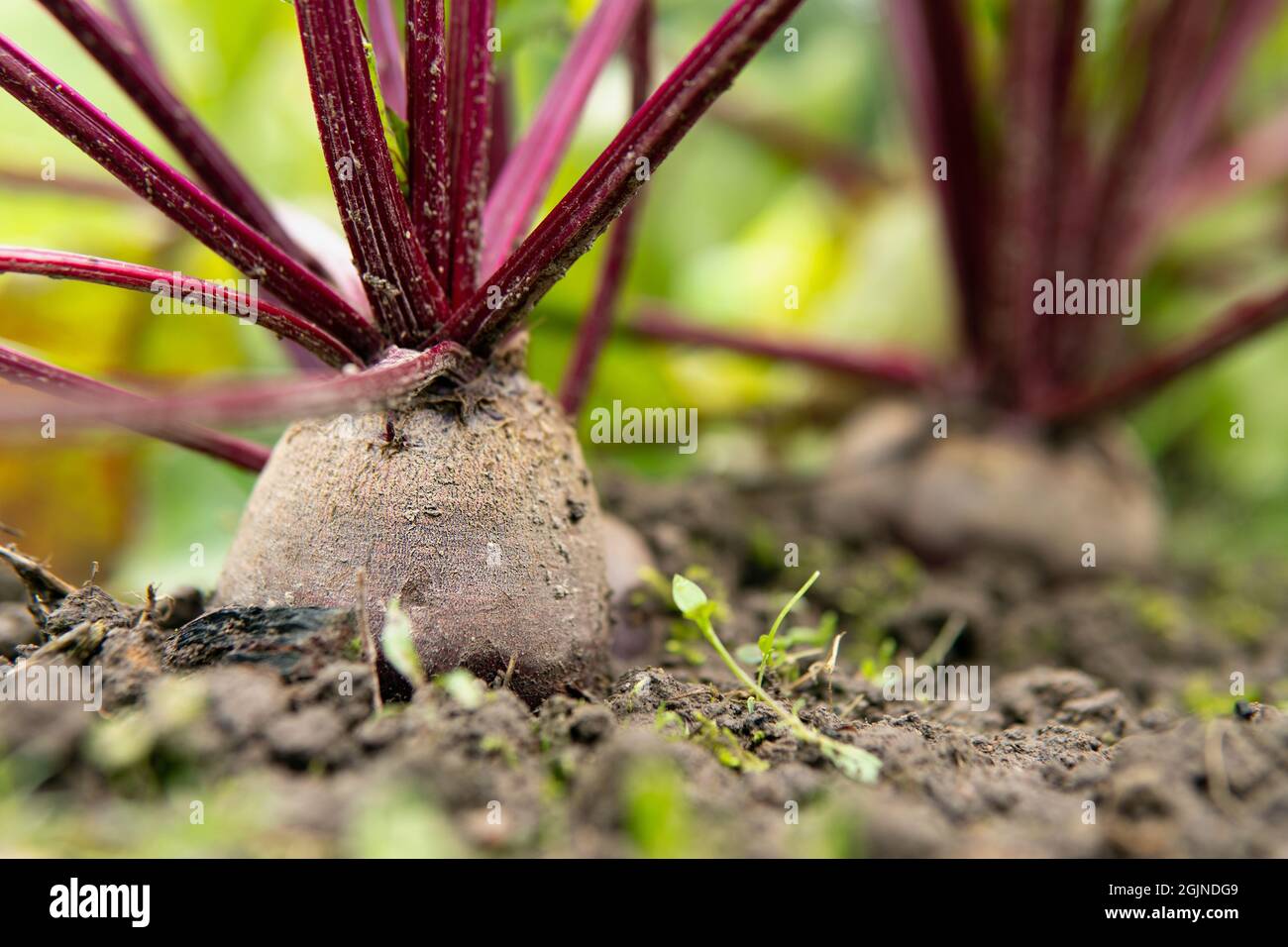 Beetroot growing in a vegetable garden in summer Stock Photo - Alamy