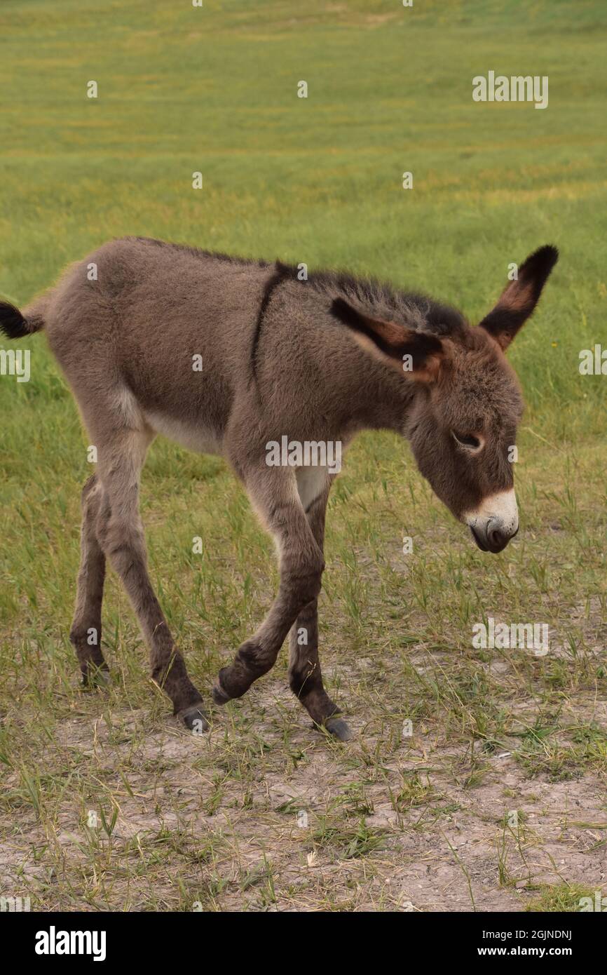 Precious meandering cute baby gray and brown burro walking in a grass ...