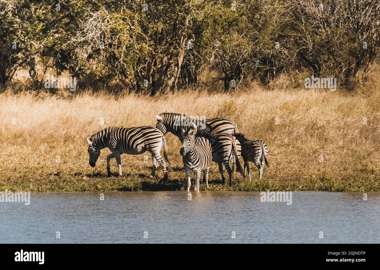 Cape Zebra in Savannah environment, Kruger National Park, South Africa ...