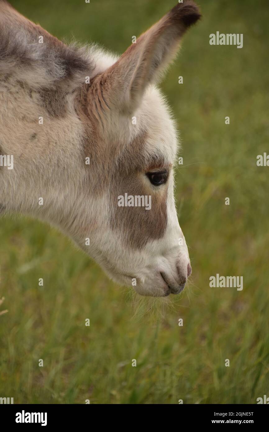 Very cute spotted white and brown baby burro in a grass meadow Stock ...