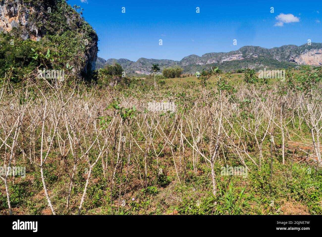 Yuca leaf hi-res stock photography and images - Alamy