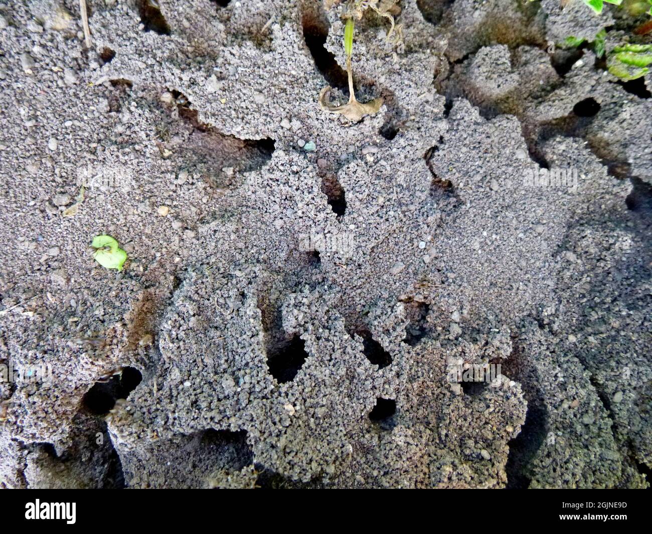 Anthill in the ground. Burrows in the ground, dug by ants. Garden in ...