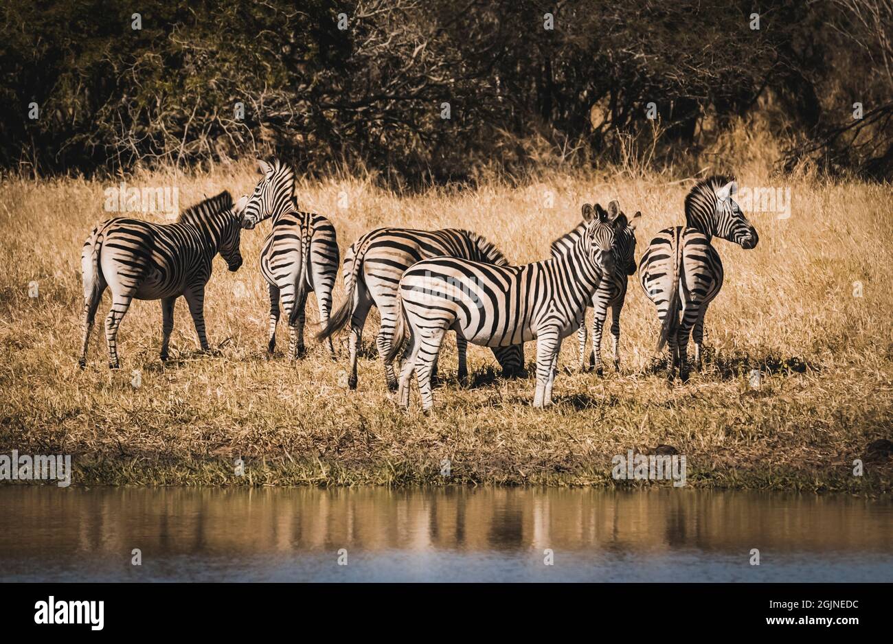 Cape Zebra in Savannah environment, Kruger National Park, South Africa ...