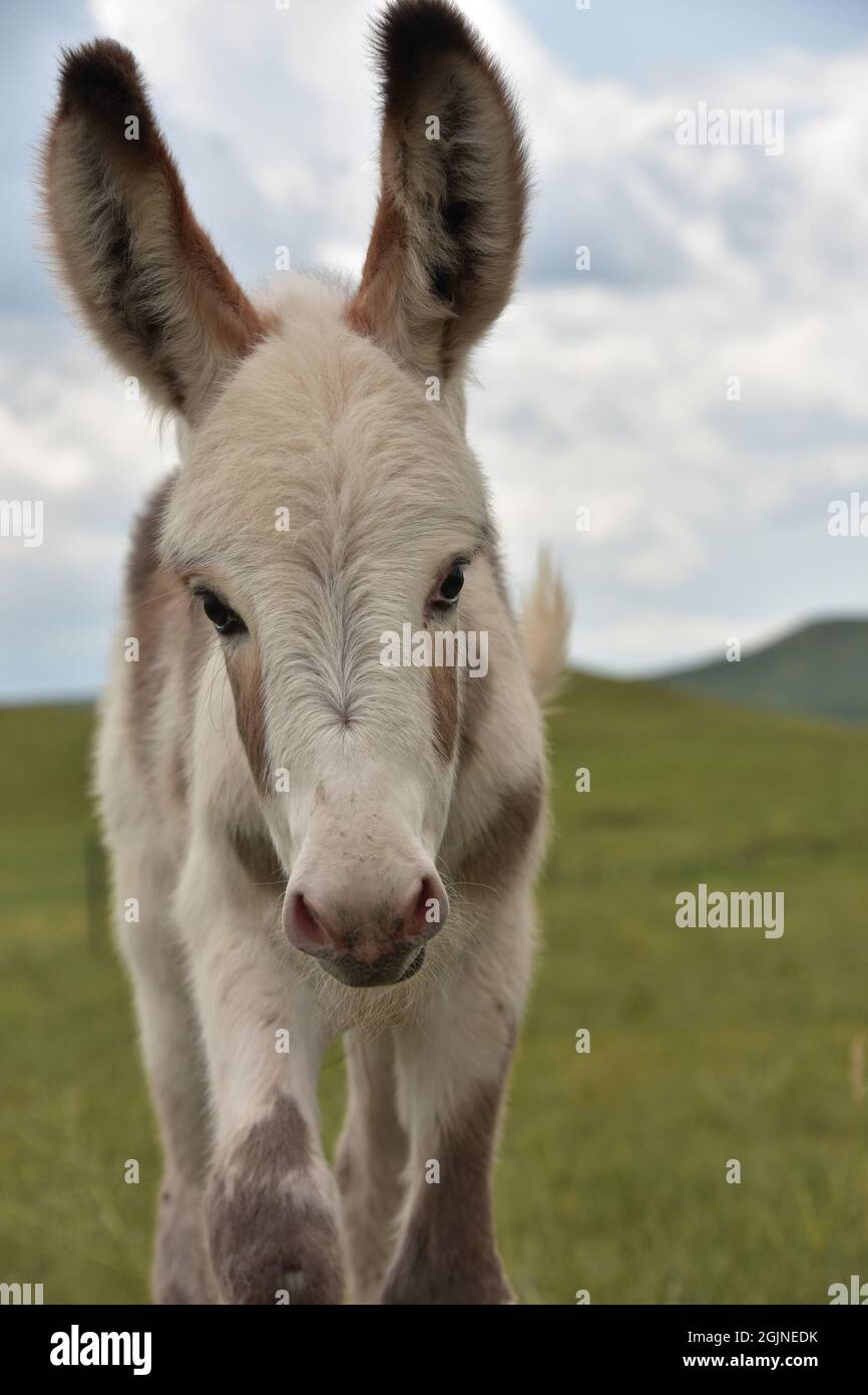 Very cute spotted whtie and gray baby burro foal up close and personal ...