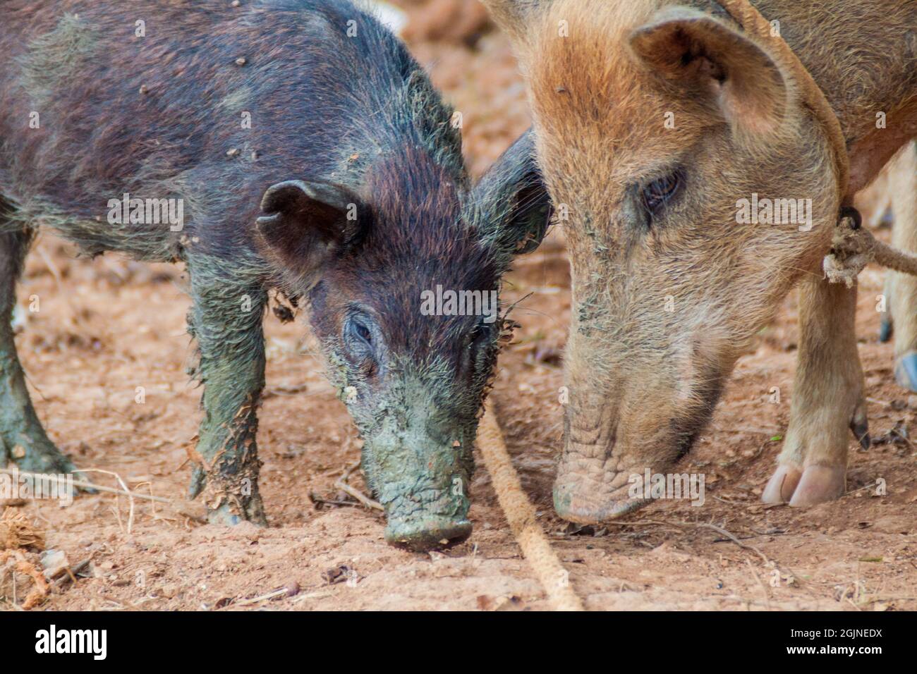 Vinales cuba pork hi-res stock photography and images - Alamy