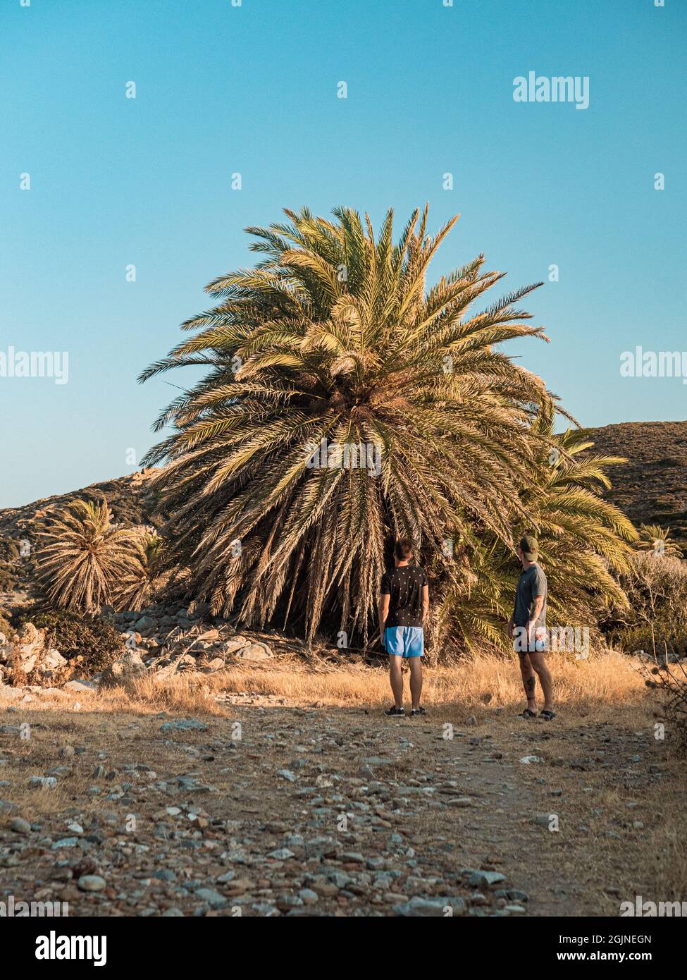 Rear view of two young friends looking at a big date palm tree Stock ...