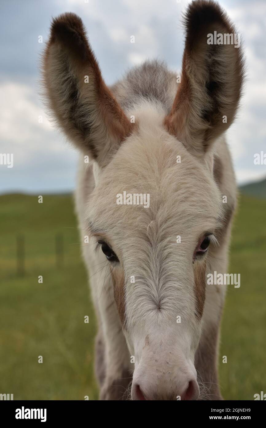 Adorable baby burro foal white with lots of gray spots in a field Stock ...
