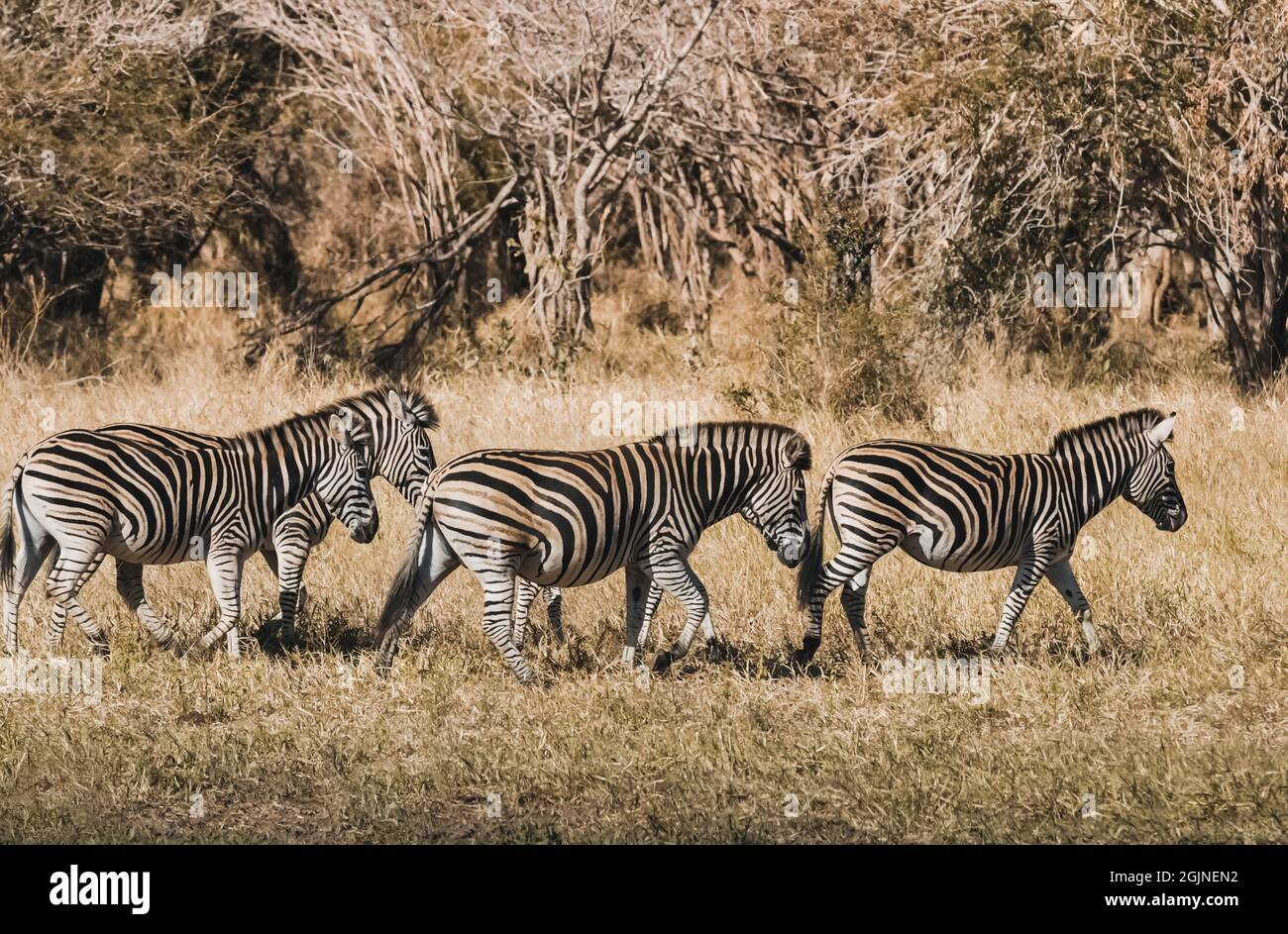 Cape Zebra in Savannah environment, Kruger National Park, South Africa ...