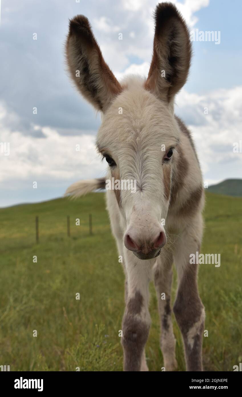 Adorable baby burro with white and gray spots in a field Stock Photo ...