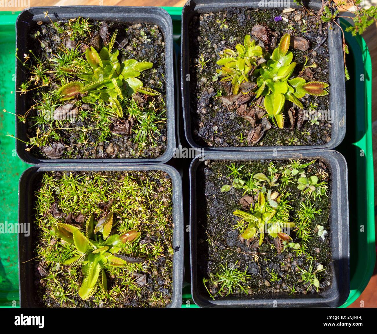 Four black plastic pots with Venus flytrap plants inside the pots Stock ...