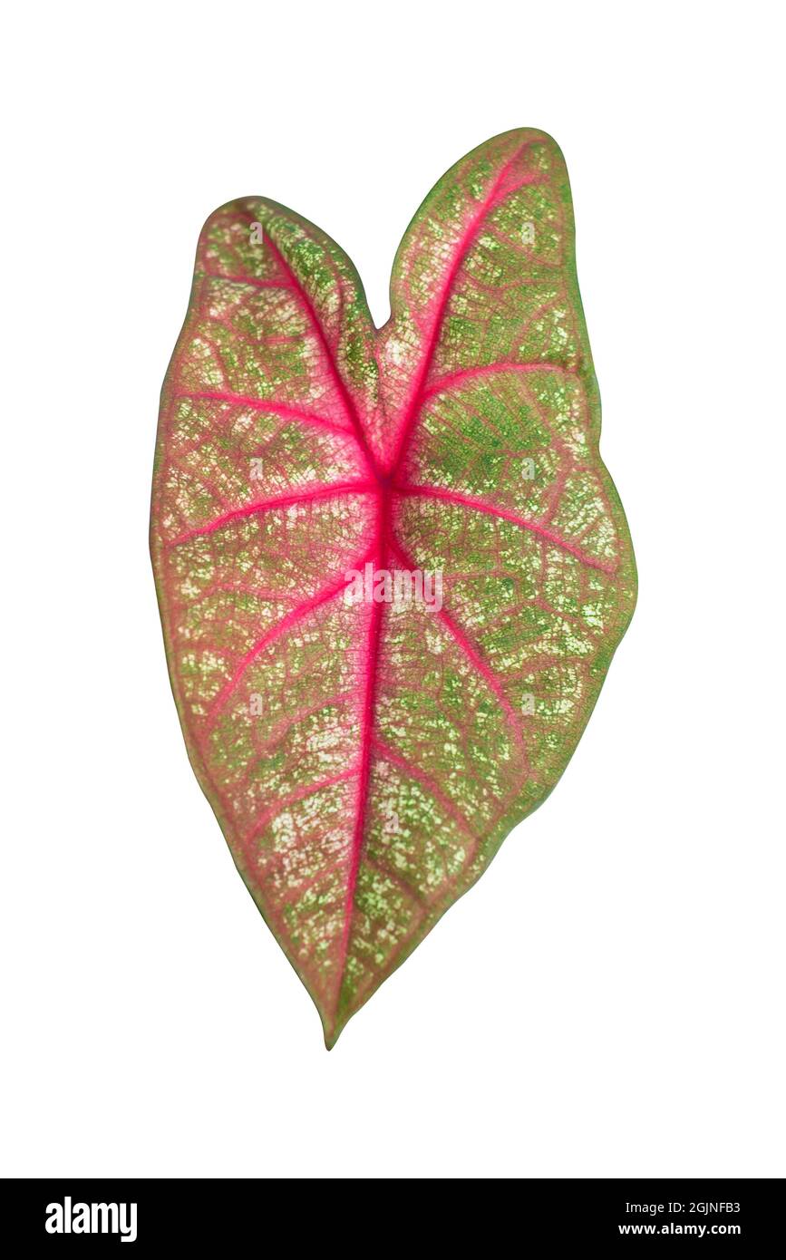 Caladium bicolor with pink leaf and green veins (Florida Sweetheart ...