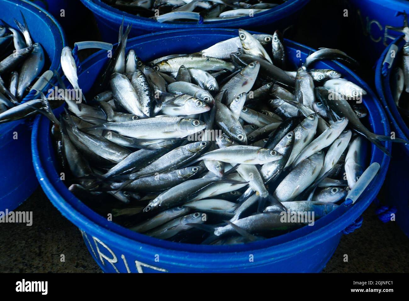 Obando, Bulacan, Philippines. 9th Sep, 2021. Sorted kilos of fish in a ...