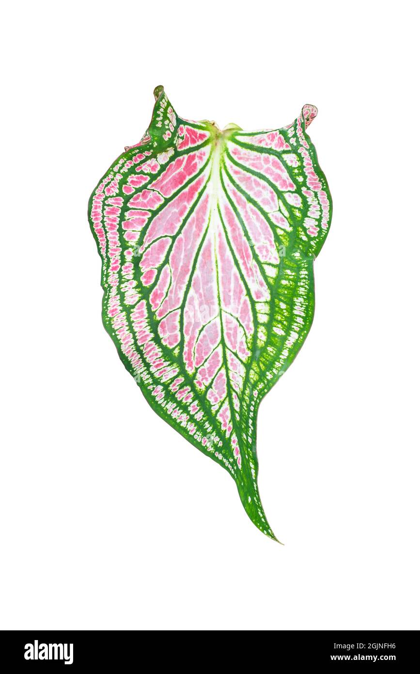 Indonesia green jungle Cut Out Stock Images & Pictures - Alamy