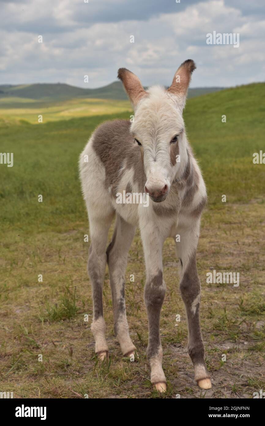 Standing wobbly legs hi-res stock photography and images - Alamy